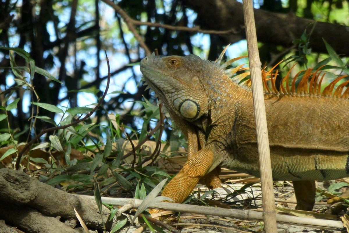 Discover the Wildlife of Guanacaste Costa Rica - Costa Rica Vacations ...